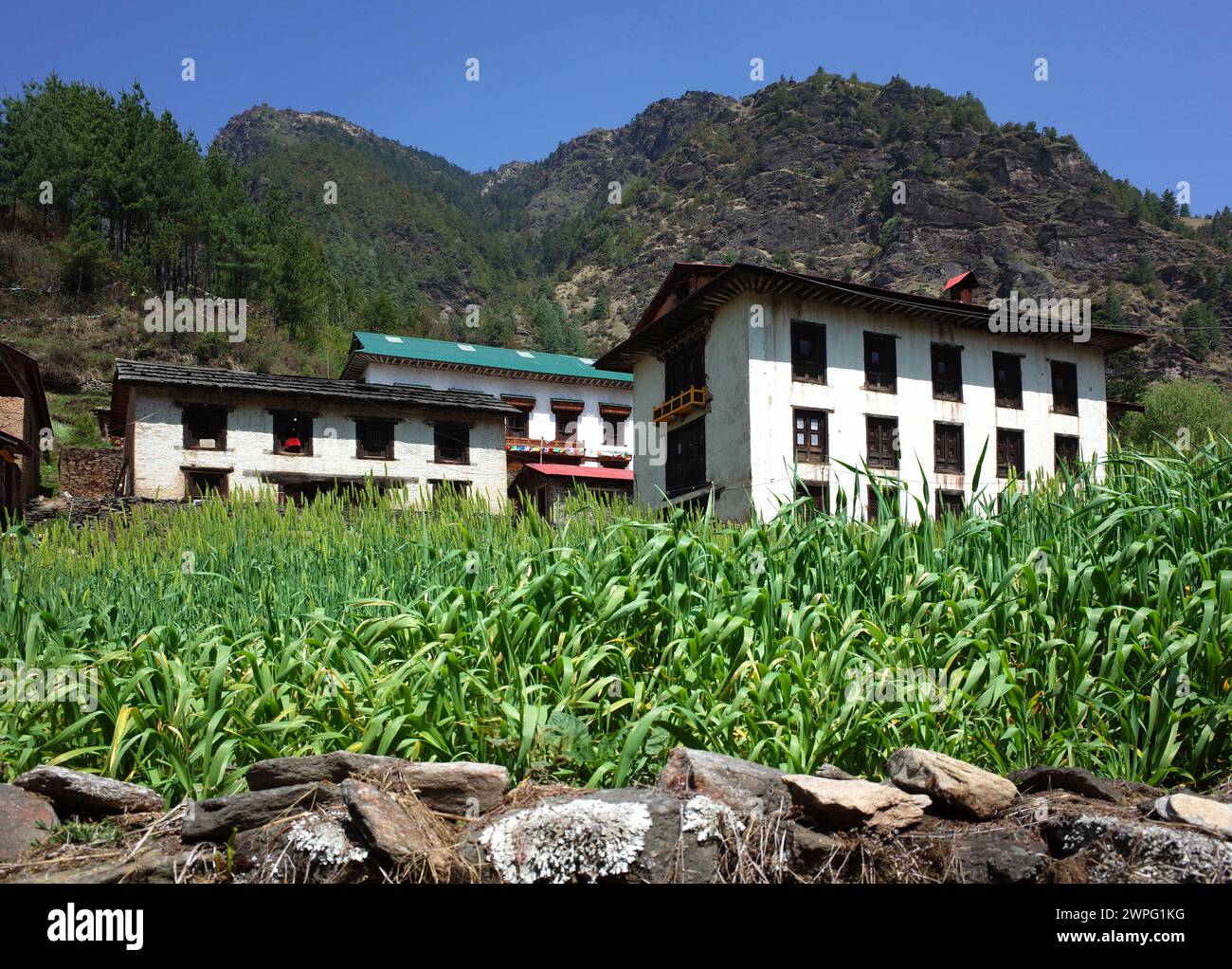 Old traditional nepali houses and corn field in Junbesi sherpa village ...