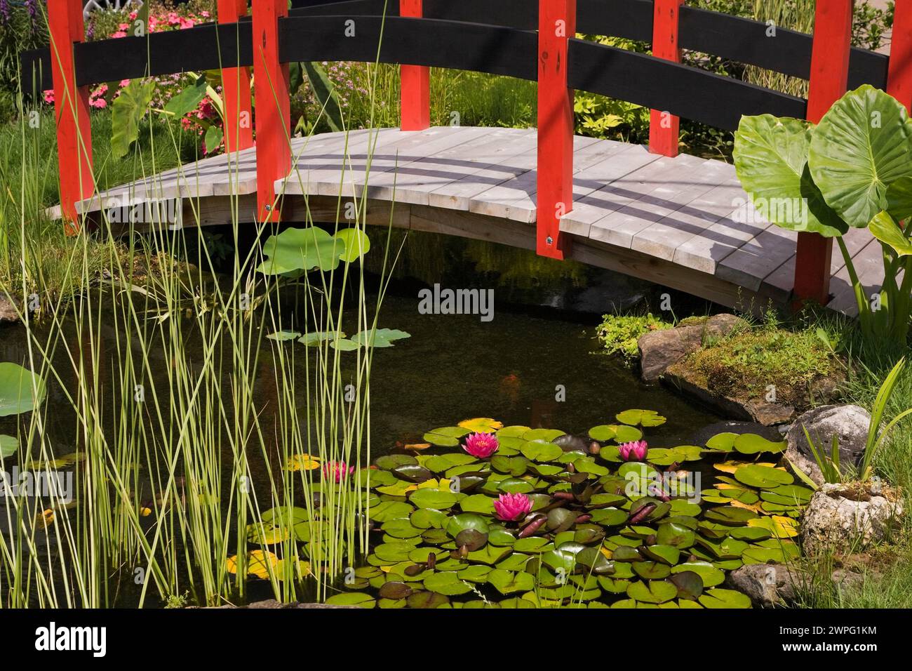 Red and black painted wooden footbridge over pond with pink Nymphaea ...