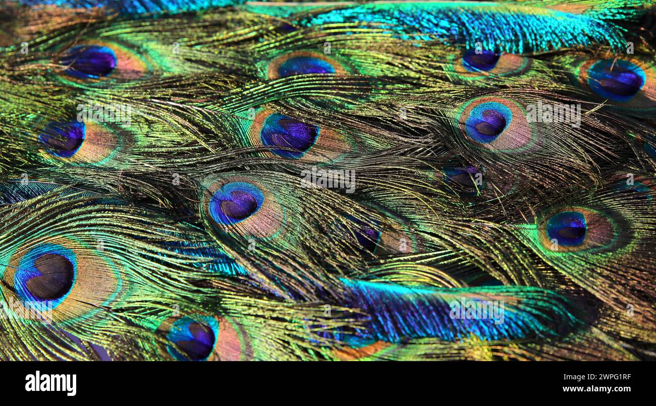 Background boasting hi-res stock photography and images - Alamy