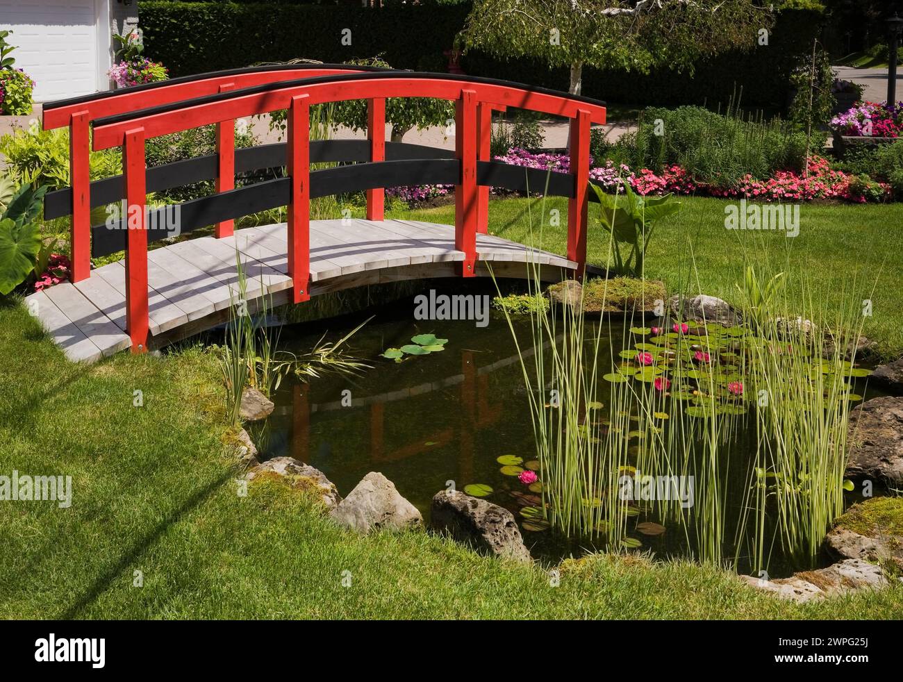 Red and black painted wooden footbridge over pond with pink Nymphaea ...