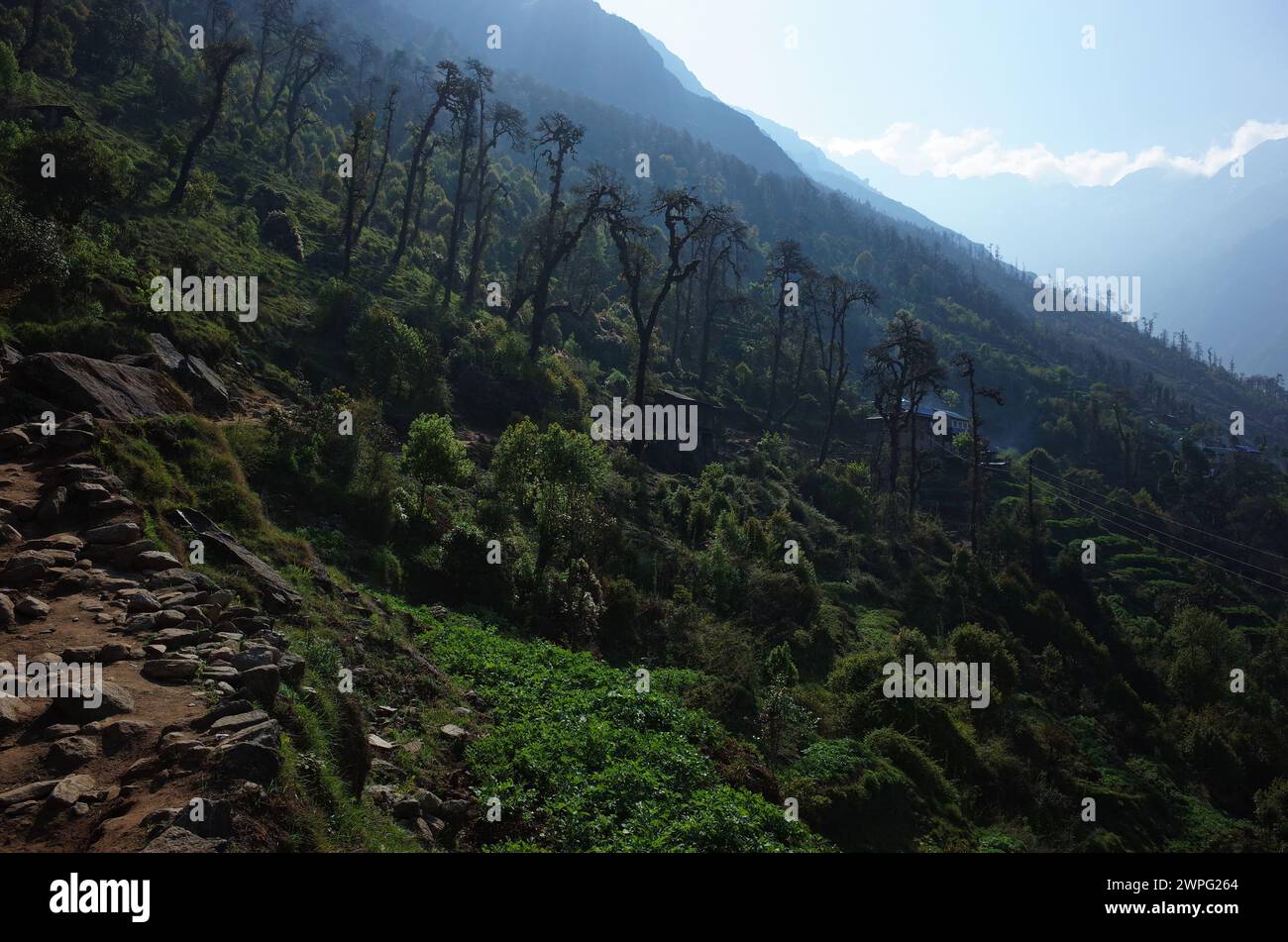 Forest near Paiya (Chutok) village in Himalaya mountains on trail ...