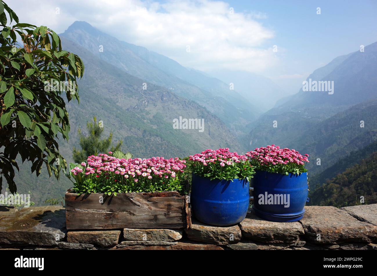 Pink Daisy flowers (Bellis perennis) in flower pot made of used plastic ...