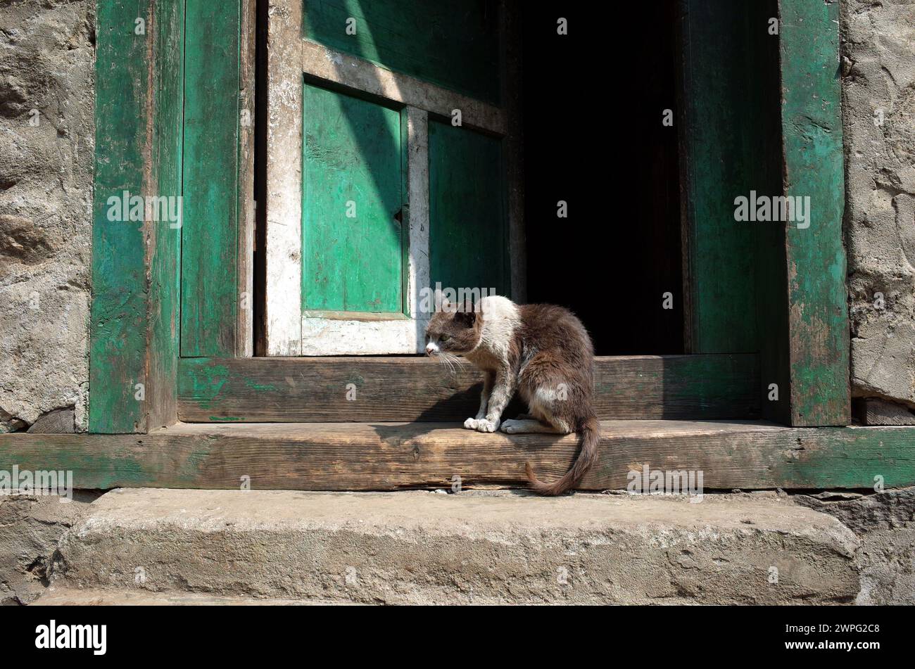 Thin, dirty, scruffy grey and white cat looking mad and scary sitting ...