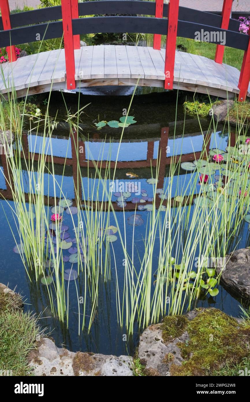 Red and black painted wooden footbridge over pond with Typha minima ...