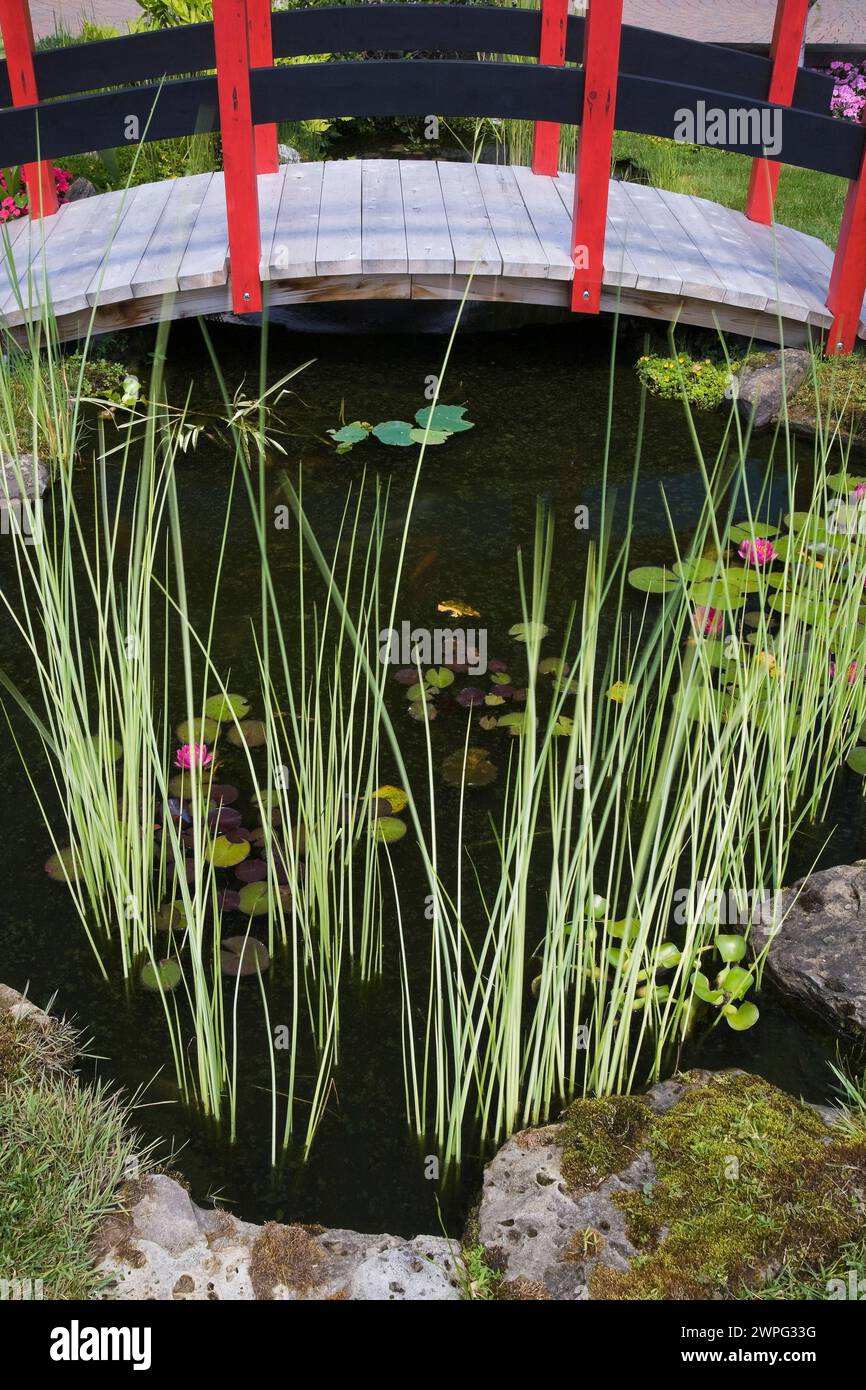 Red and black painted wooden footbridge over pond with Typha minima ...