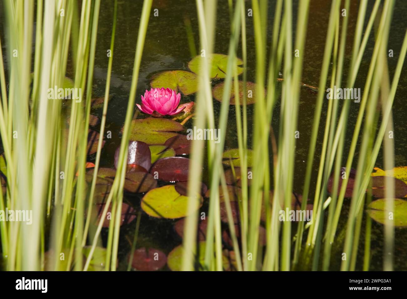 Dwarf water lily hi-res stock photography and images - Alamy
