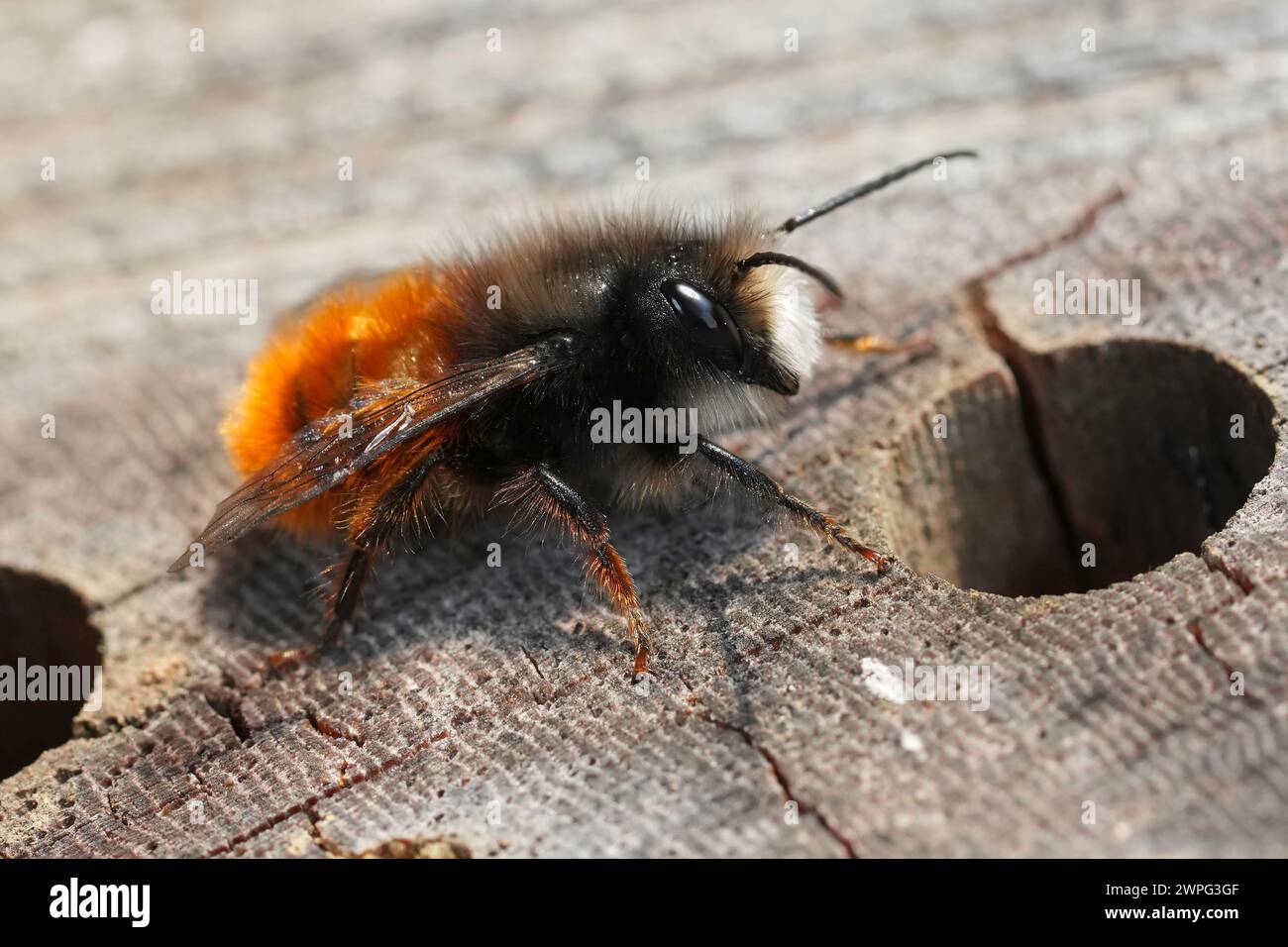 Detailed closeup on a male European horned mason orchard bee, Osmia ...