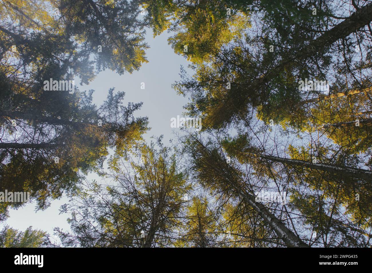 A cluster of pine trees in a forest under a clear blue sky Stock Photo ...