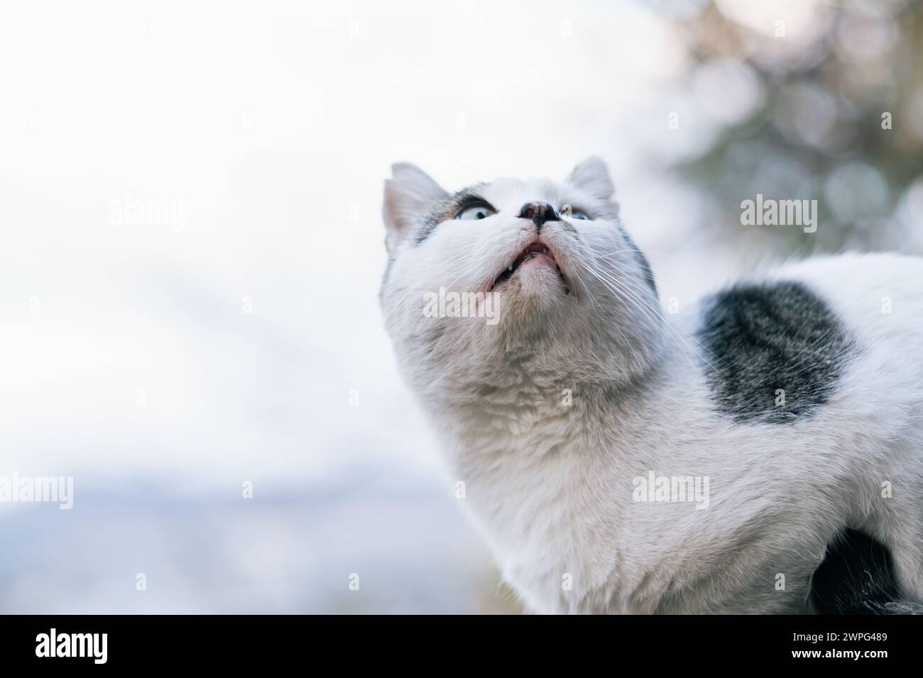 Elegant markings hi-res stock photography and images - Alamy