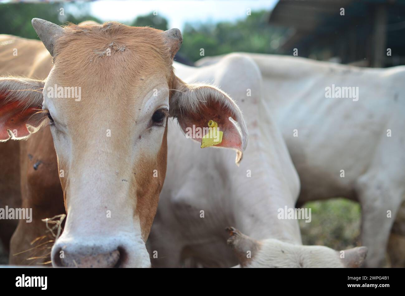 The White and tan cows in hay, making eye contact with the camera Stock ...