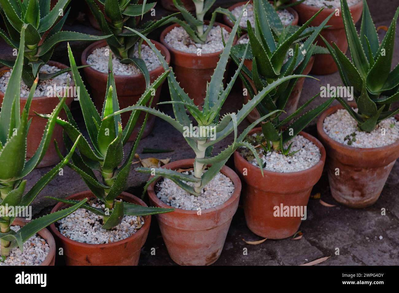Thriving aloe vera plants with spiky green leaves are neatly potted in ...
