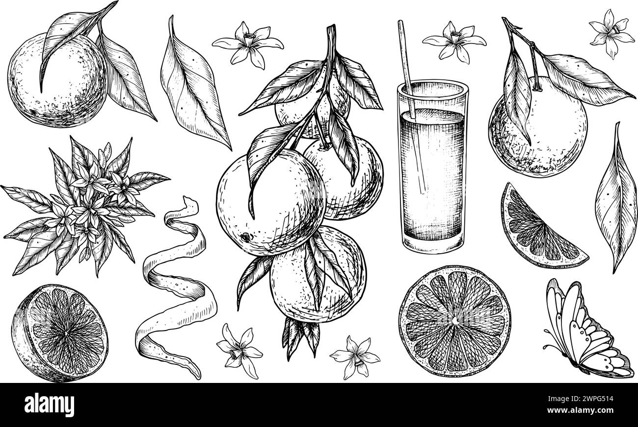 Tangerine clipart Black and White Stock Photos & Images - Alamy