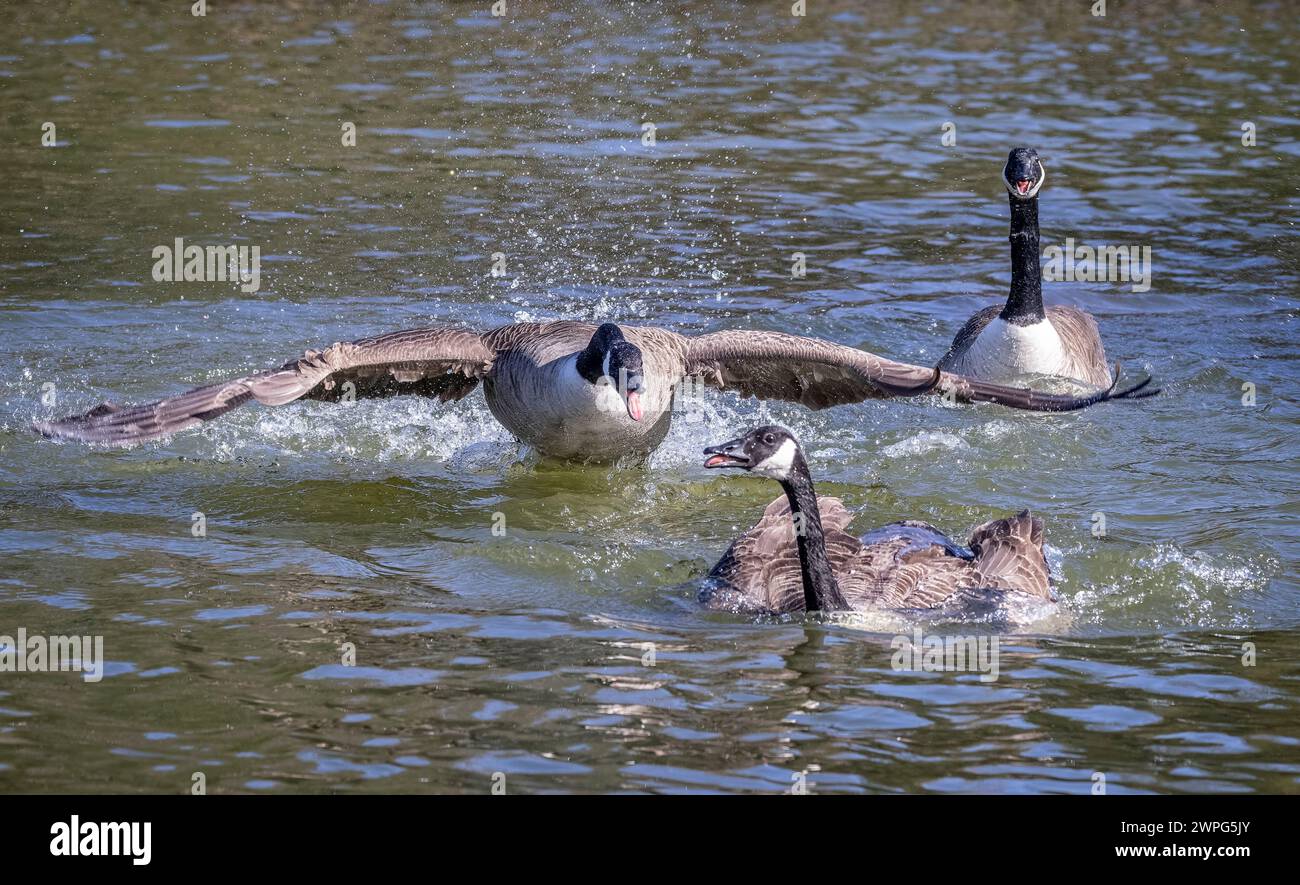 Flying across water hi-res stock photography and images - Alamy