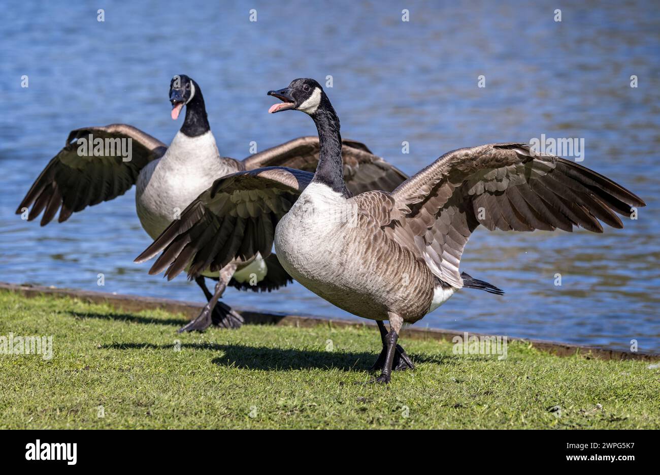 Close up of pair of Canada Geese fighting with wings fully spread on ...