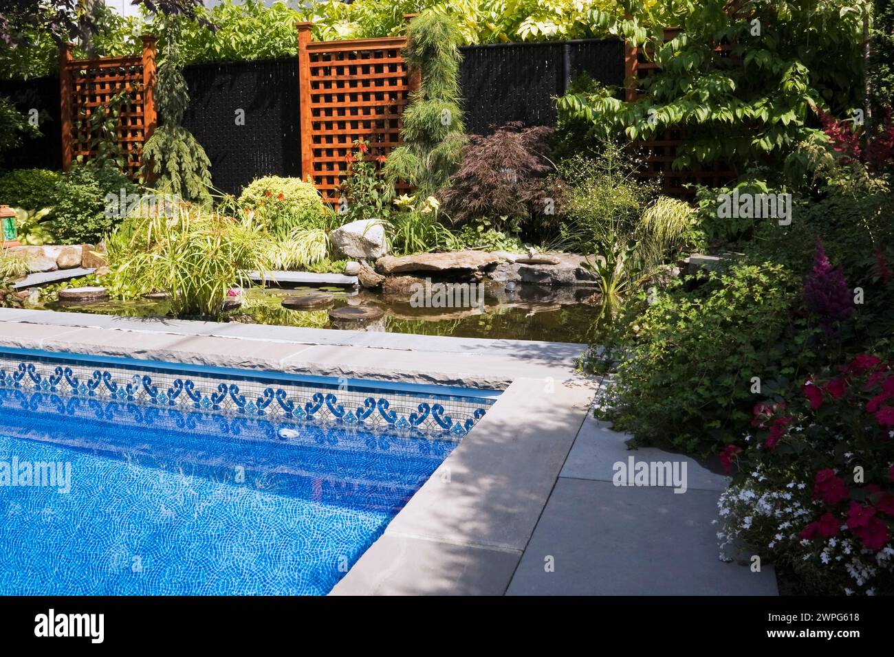 Cyperus papyrus, yellow Hemerocallis - Daylilies, Acer Japonicus ...