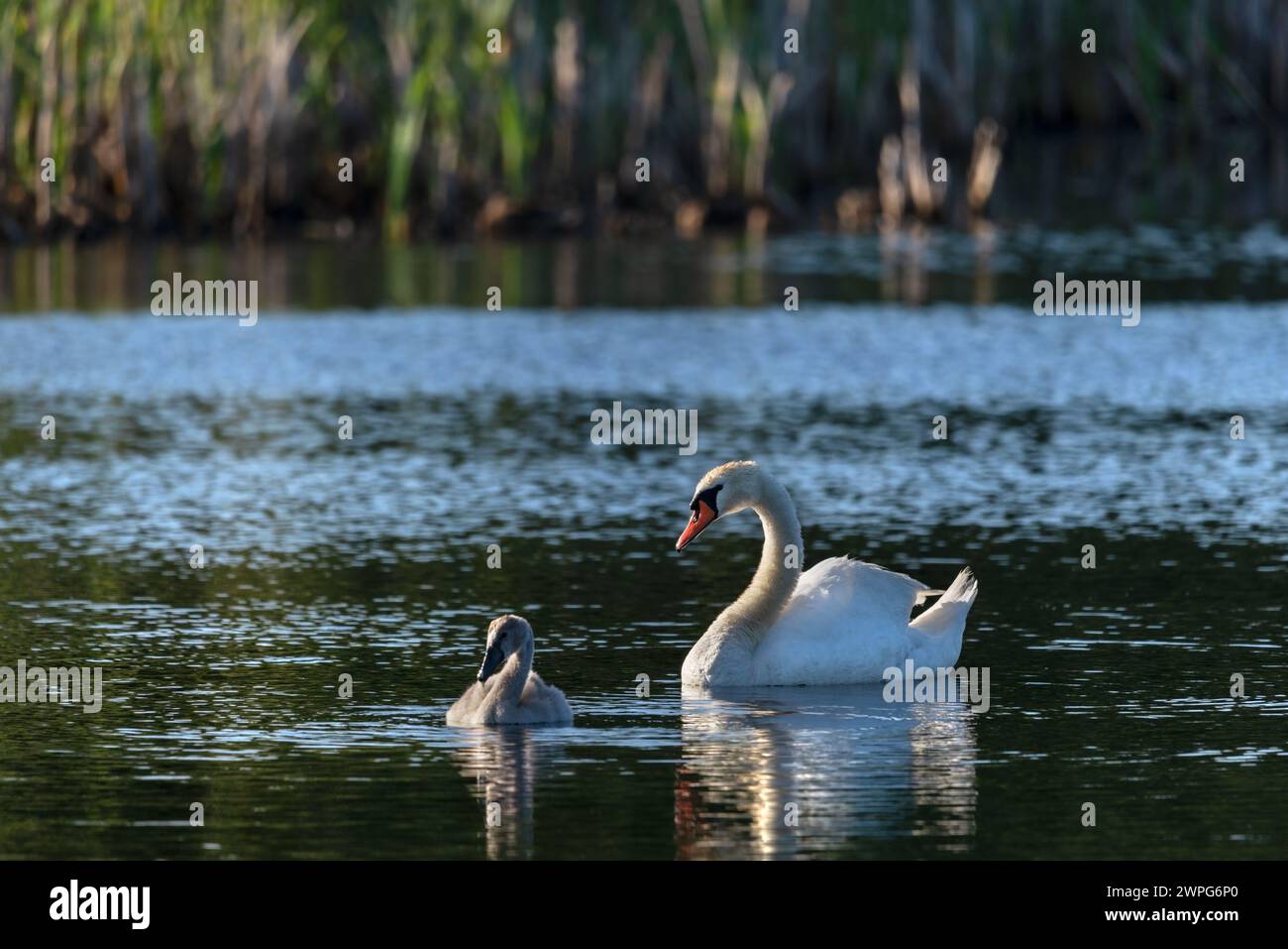Female swan with baby swan swimming on a sunny day in a calm lake water ...
