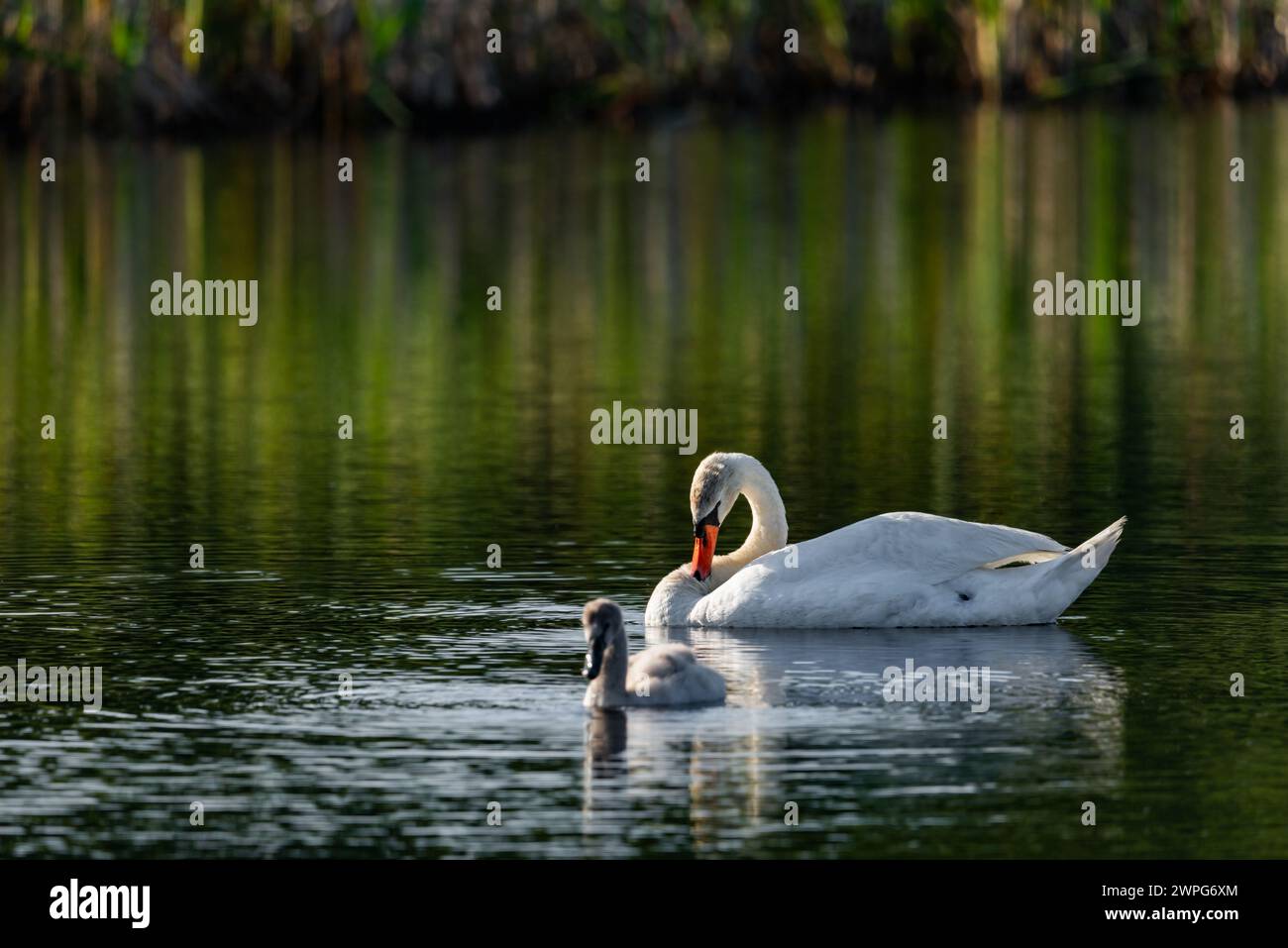 Female swan with baby swan swimming on a sunny day in a calm lake water ...