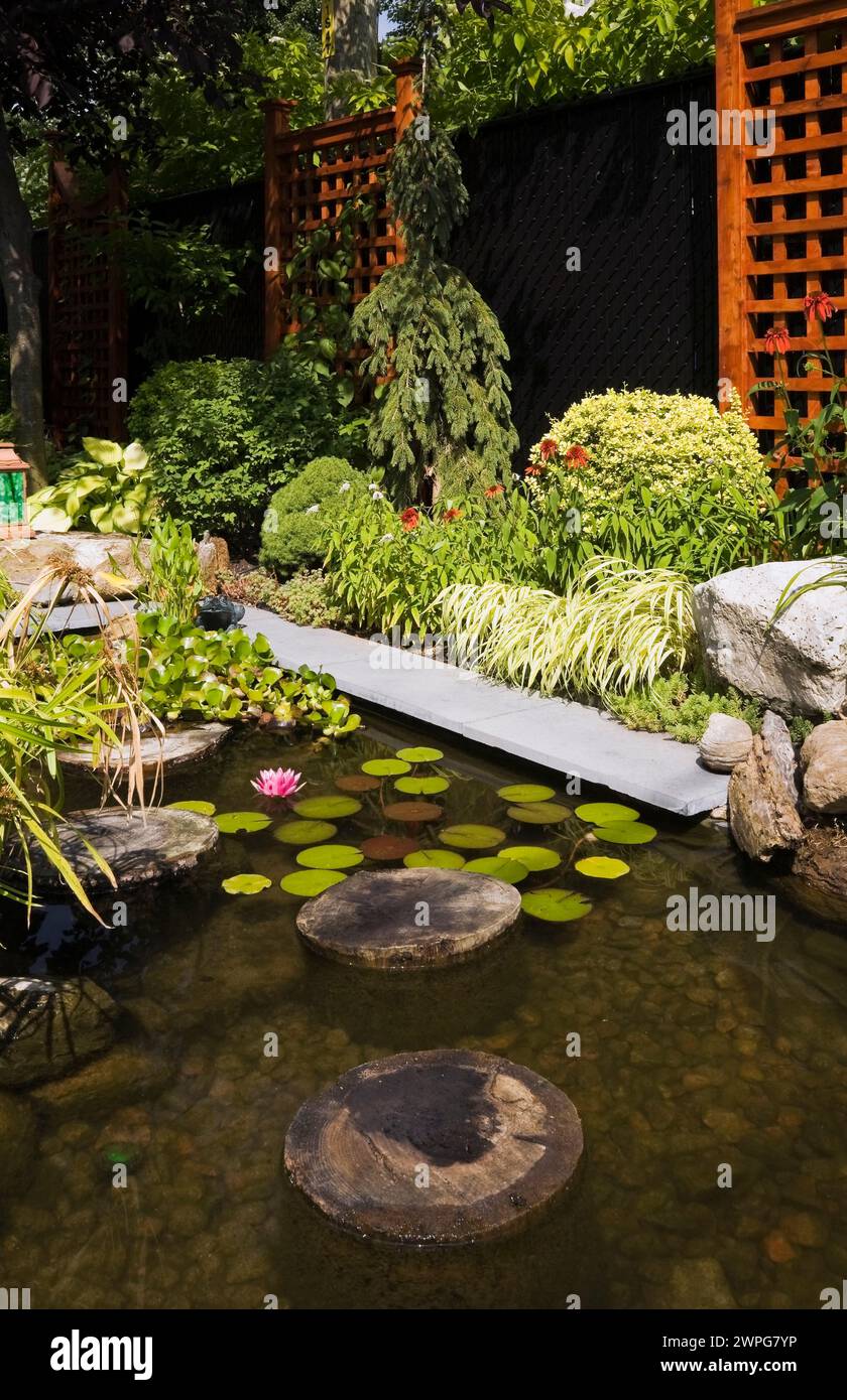 Pond with stepping stones, pink Nymphaea - Water Lily, Cyperus papyrus ...