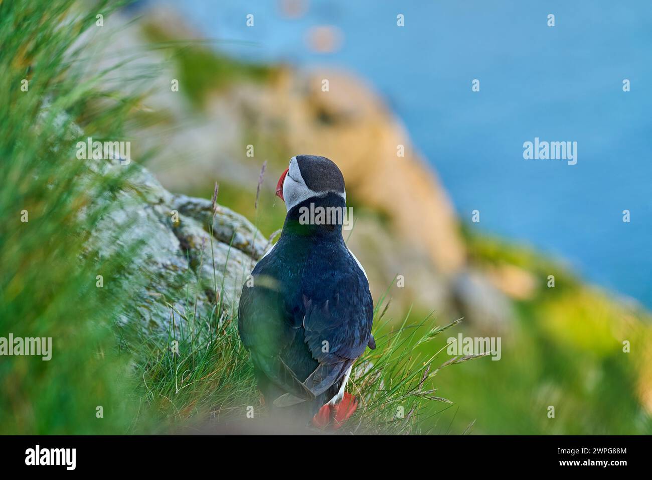 Cute and adorable Puffin seabird, fratercula, sitting in a breeding ...