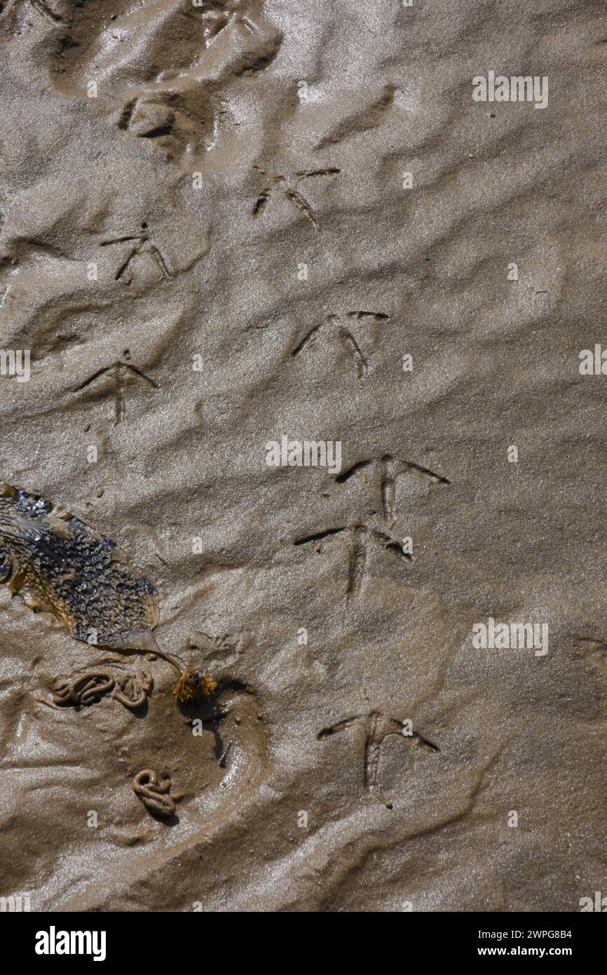Whimbrel Numenius phaeopus, footprints in wet tidal sand, Teesmouth ...