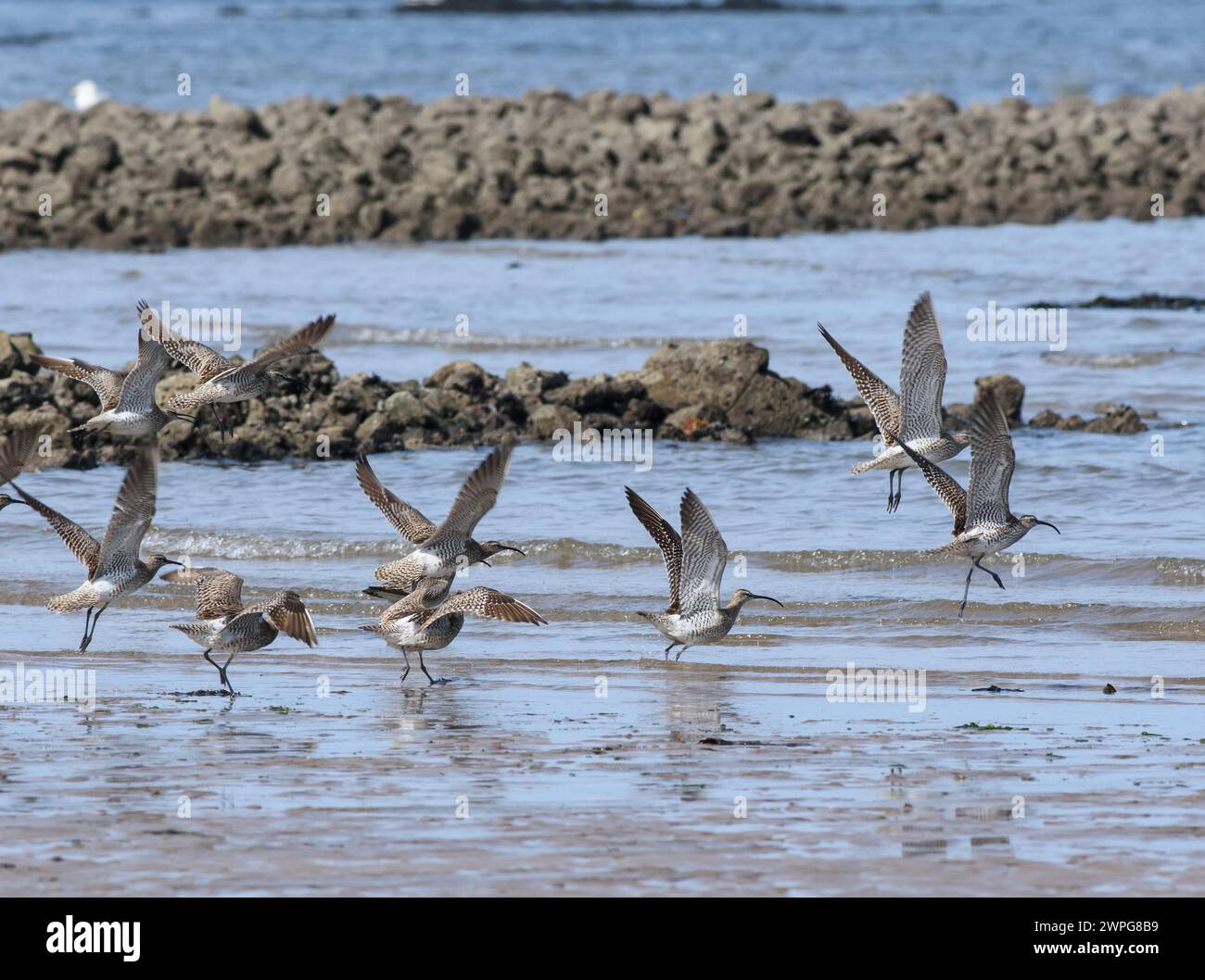 Whimbrel Numenius phaeopus, flock on migration taking flight from the ...