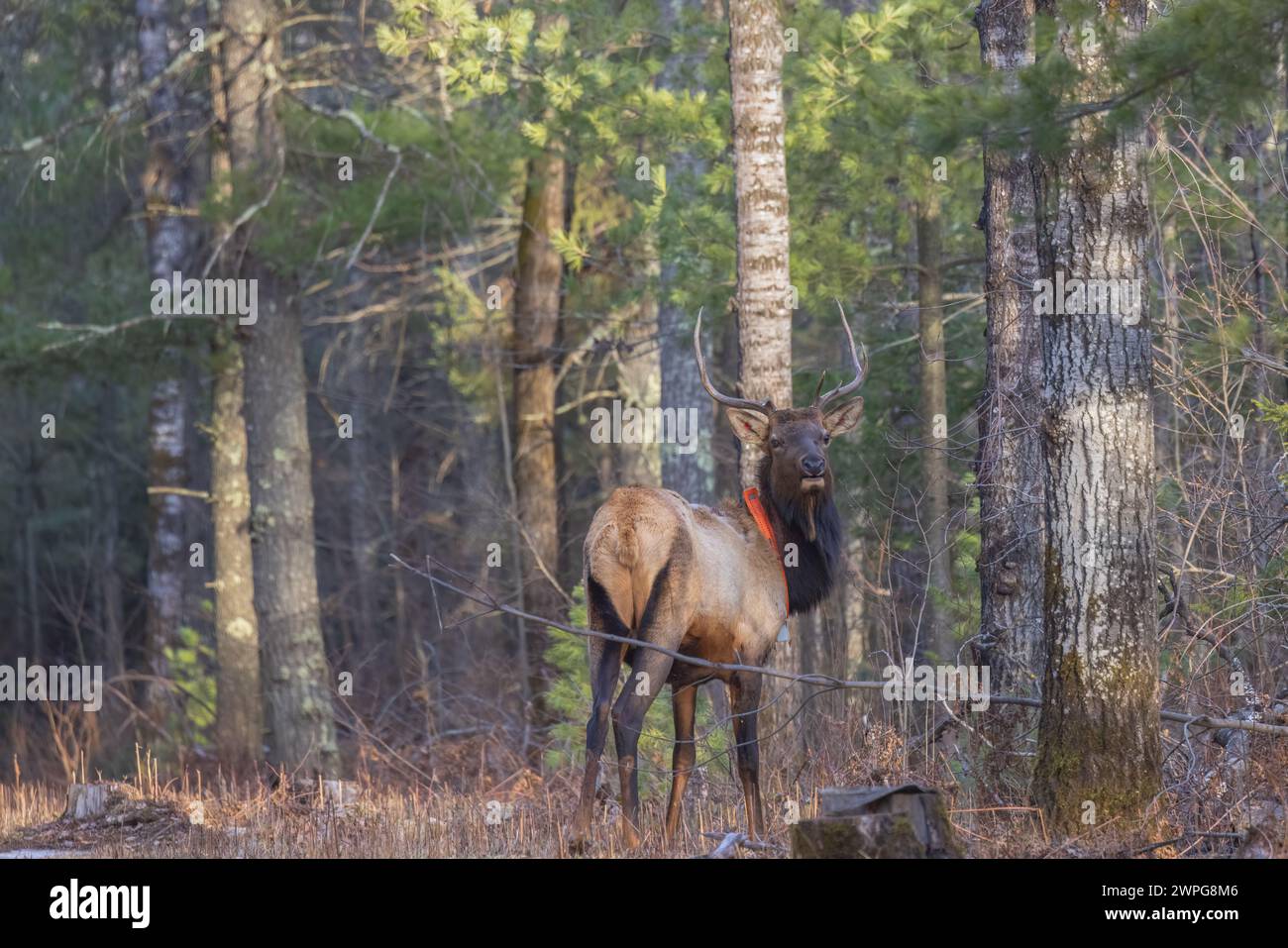 Bull elk in the Clam Lake area of northern Wisconsin Stock Photo - Alamy