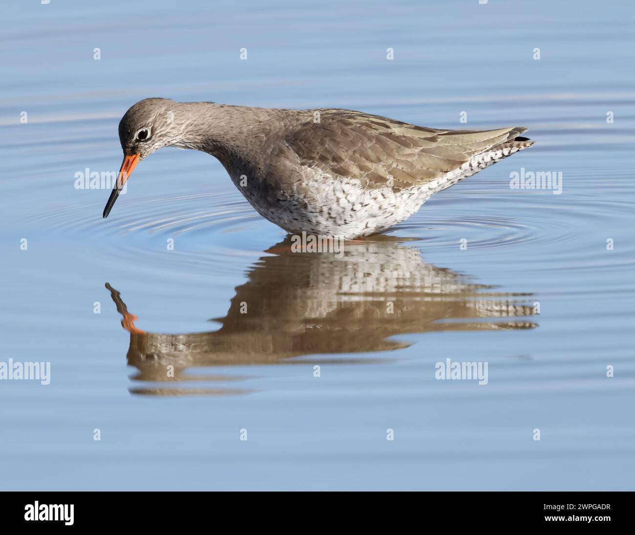 A Common Redshank at Slimbridge WWT Gloucestershire Stock Photo - Alamy