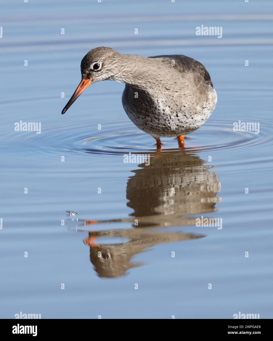 A Common Redshank at Slimbridge WWT Gloucestershire Stock Photo - Alamy