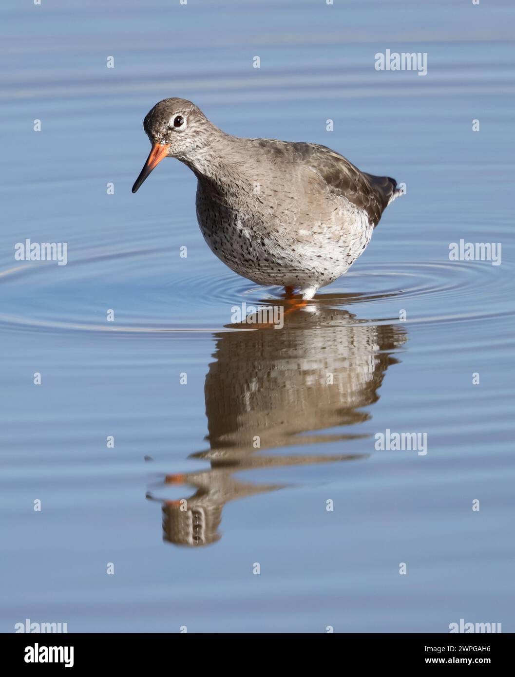Common redhank hi-res stock photography and images - Alamy