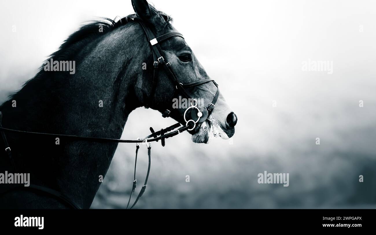 A black and white photograph of a galloping horse. Horse equipment ...