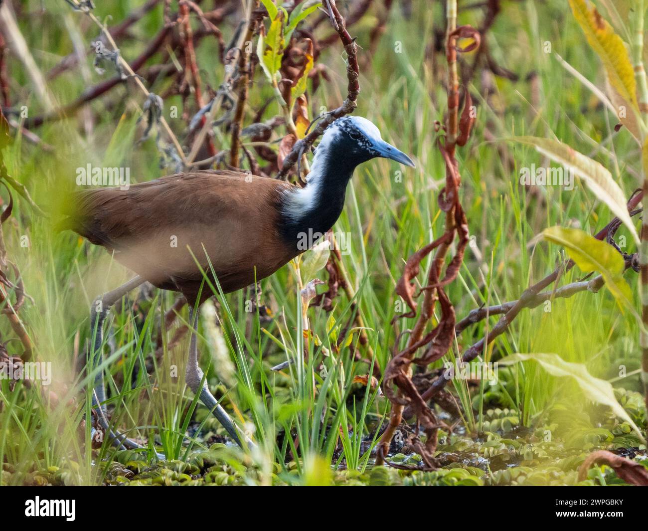 Madagascar jacana hi-res stock photography and images - Alamy