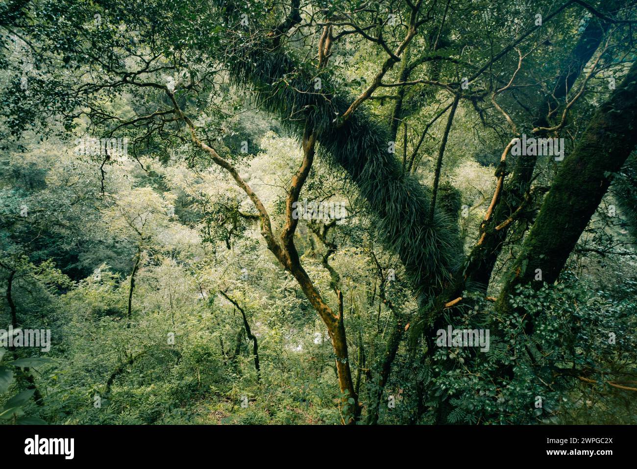 Fern and mossy trees in the cloud forest hi-res stock photography and ...