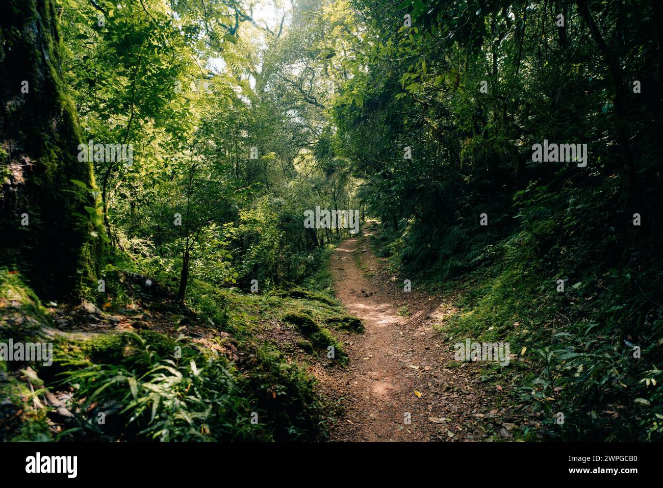 Cloud Forest in Argentina, panoramic view of the tropical jungle . High ...