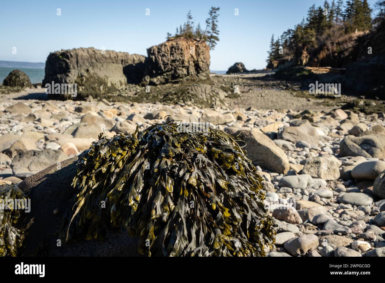 Bay of Fundy Rocky Shoreline showing rugged cliffs and clear blue sky ...