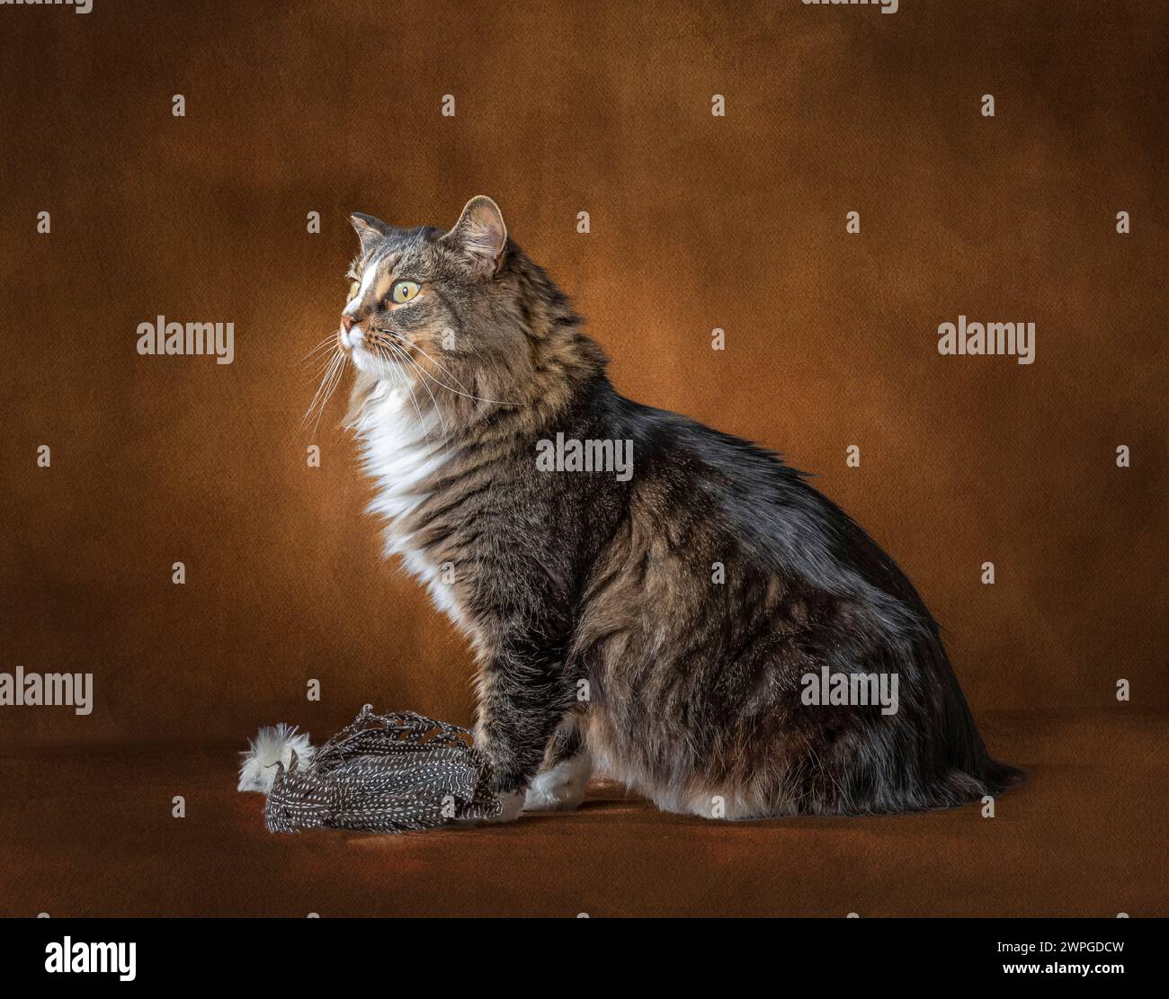 Black and white long haired kitten hi-res stock photography and images ...