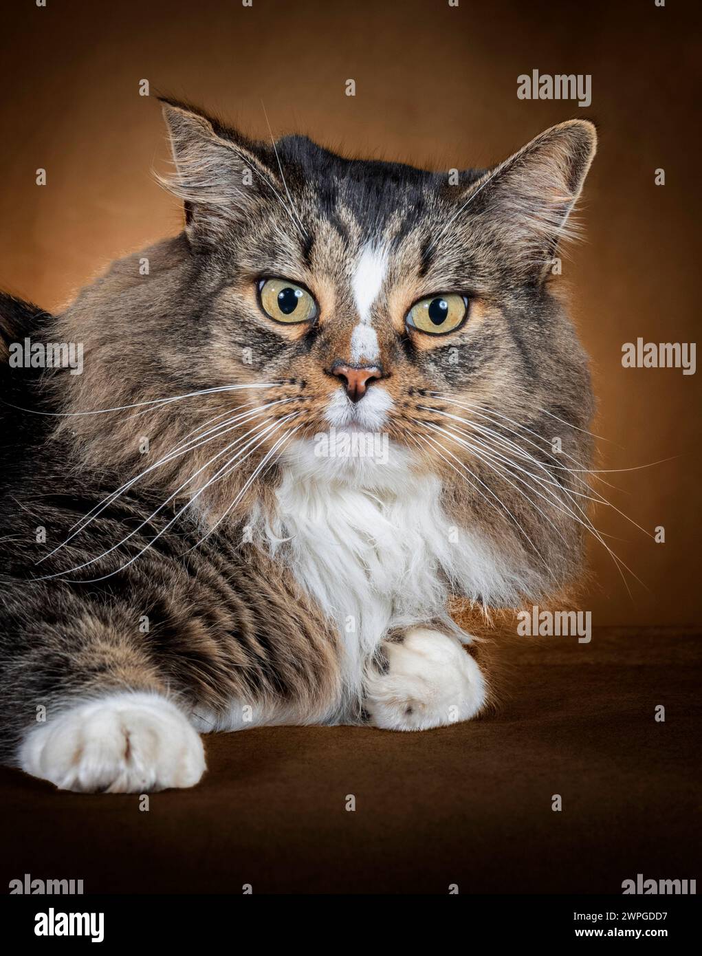 Vertical shot of a beautiful domestic long-haired cat laying on side ...