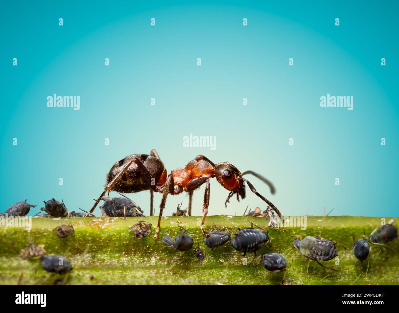 Red wood ant with aphids Stock Photo - Alamy