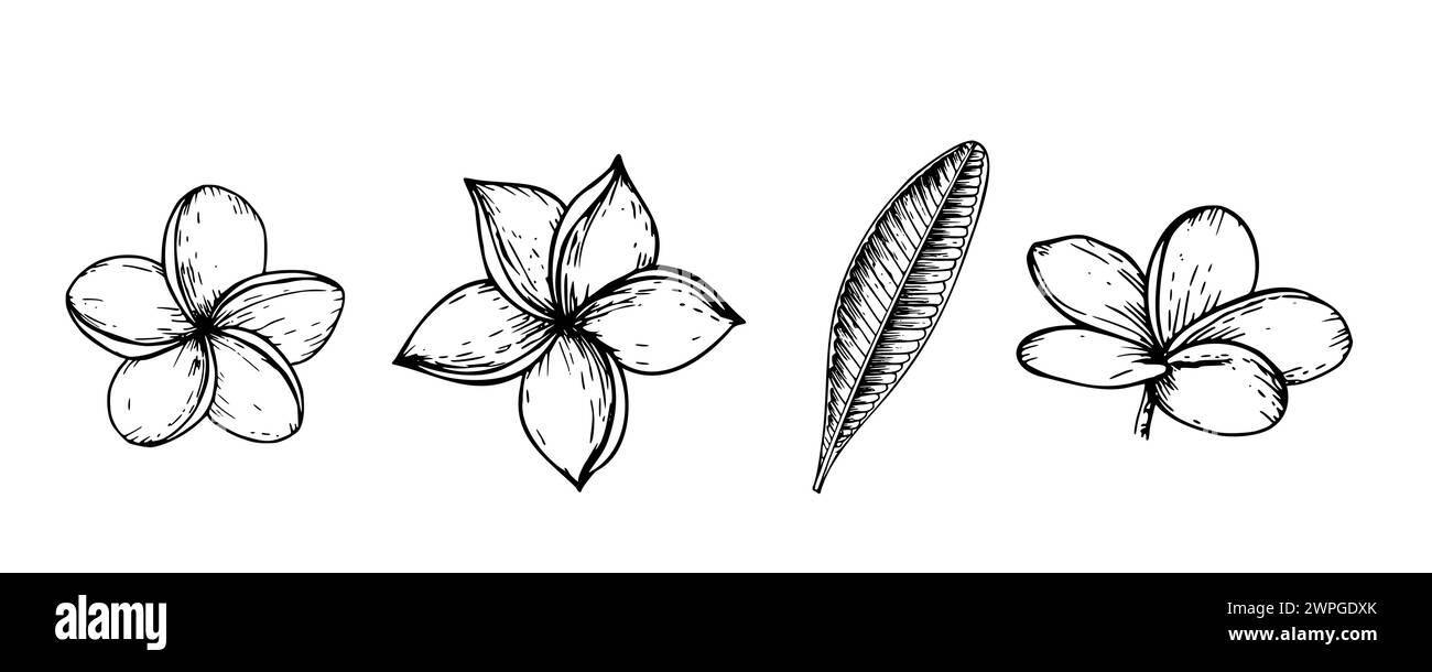 Vector de plumeria hi-res stock photography and images - Alamy