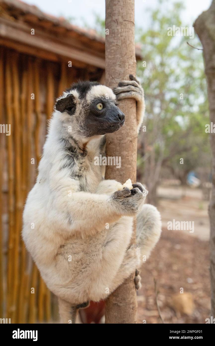 Verreaux's sifaka in Kimony hotel park. White sifaka with dark head on ...