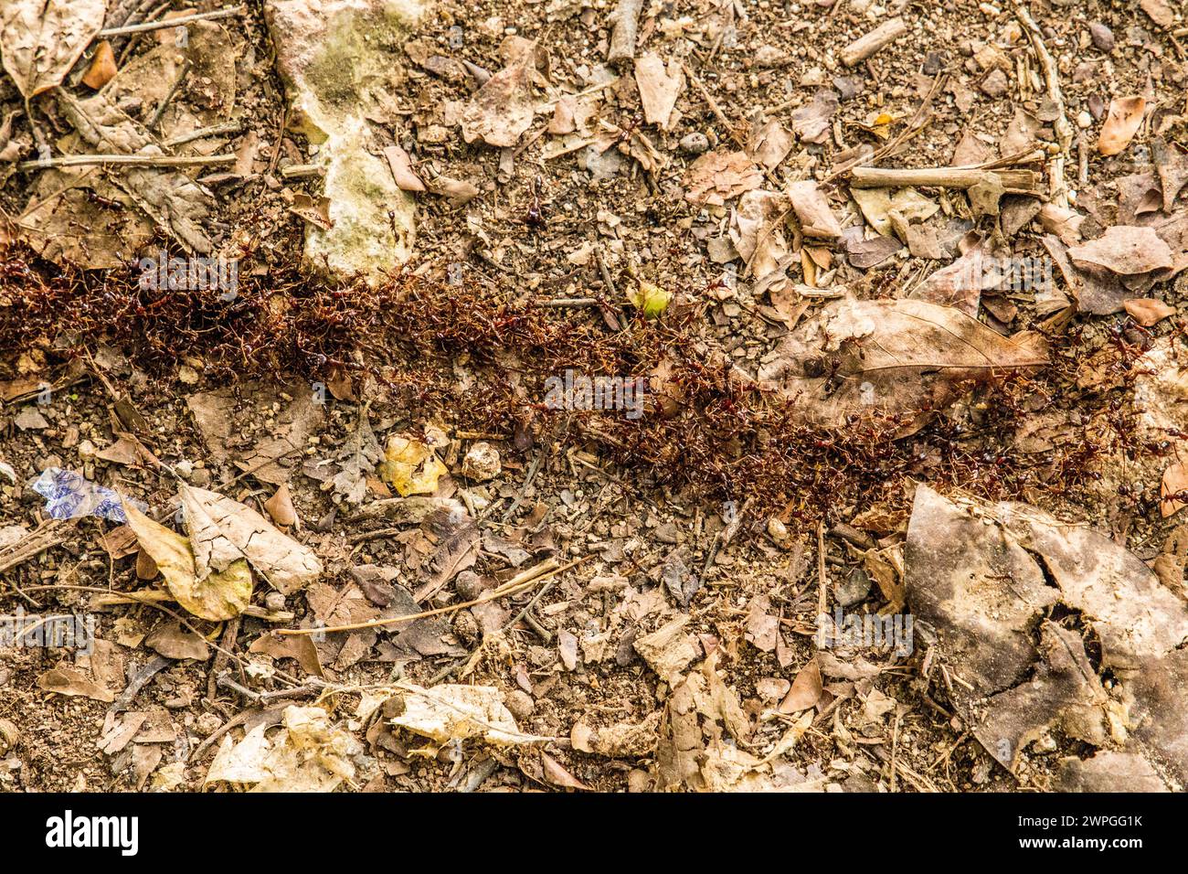 Top view of termite trails on ground in African forest . a lot of small ...