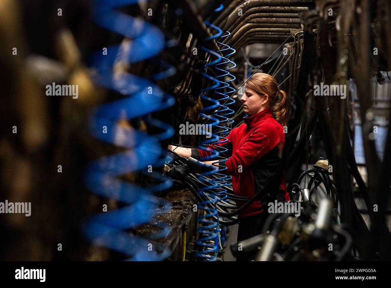 Female farm hand milking a herd of cows on a dairy farm in Timoleague ...