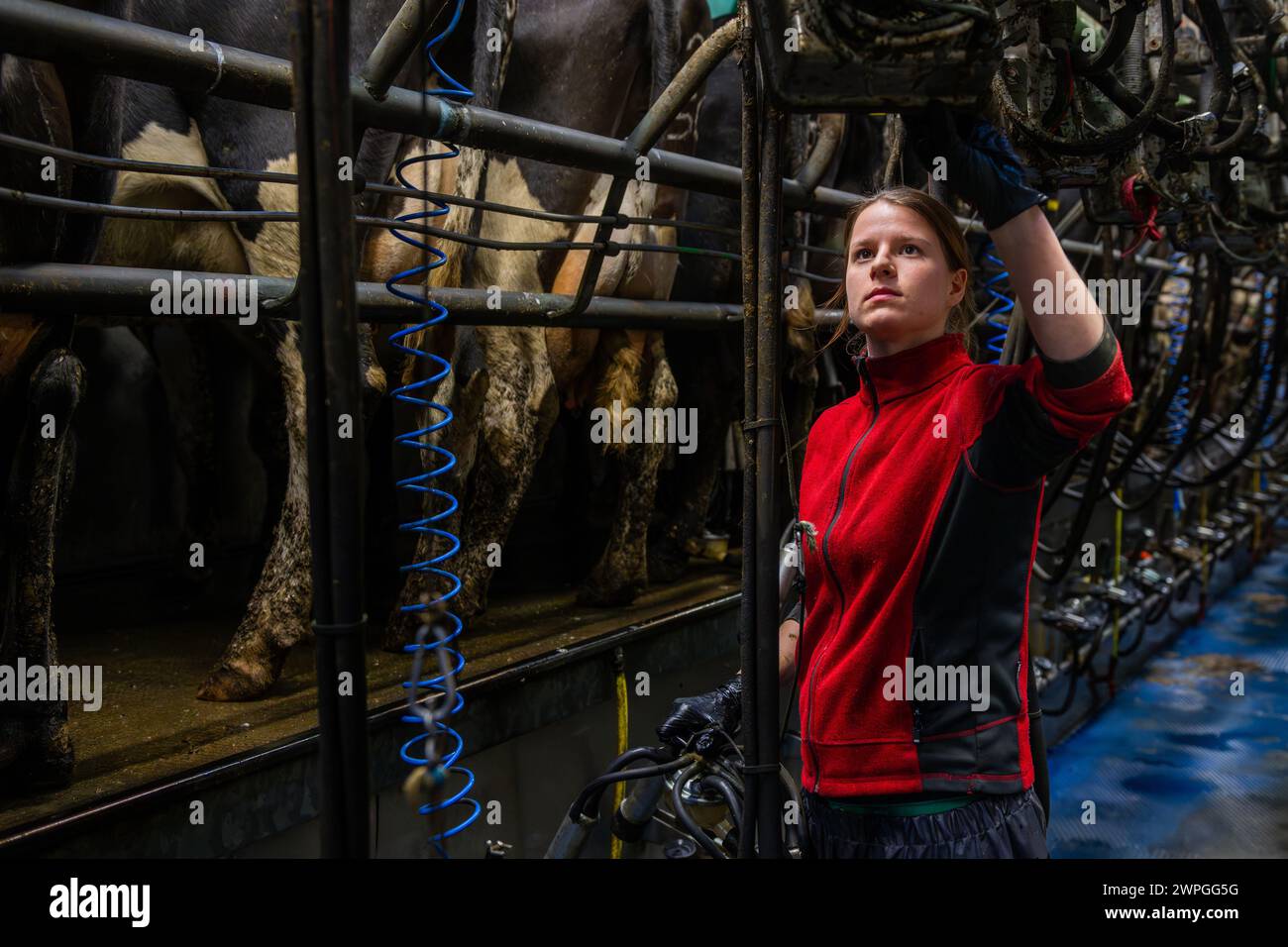 Female farm hand milking a herd of cows on a dairy farm in Timoleague ...