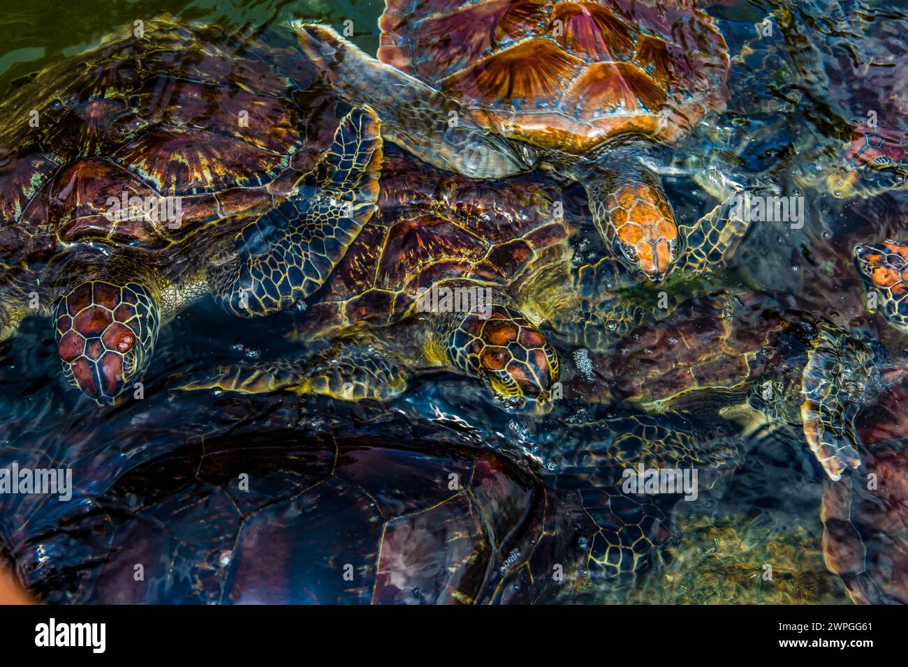 young sea turtles living on a farm in Africa protected while feeding on ...