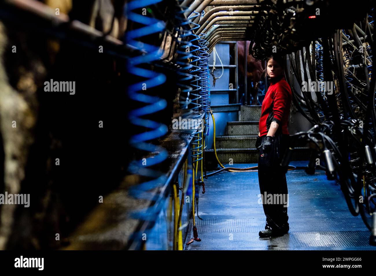 Female farm hand milking a herd of cows on a dairy farm in Timoleague ...