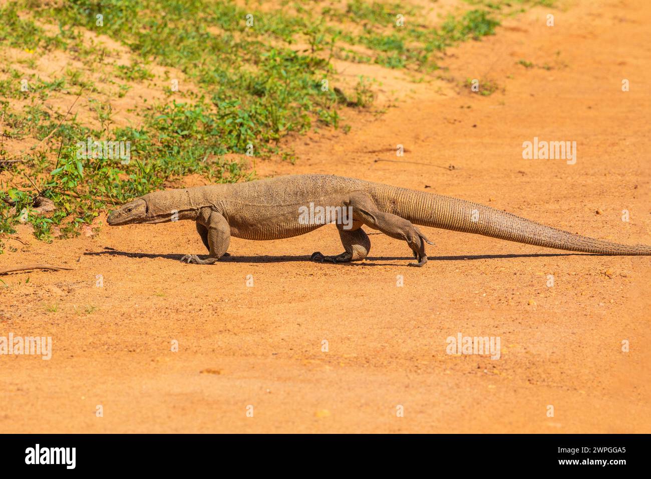 Asian water monitor - Varanus salvator also common water monitor, large ...