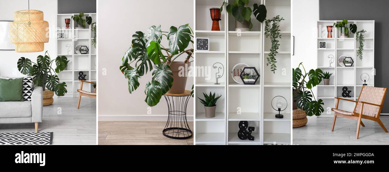 Collage of light interiors with green houseplants Stock Photo - Alamy