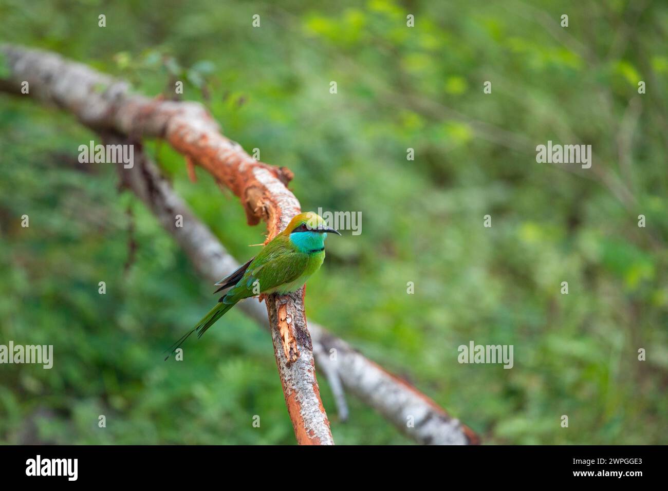 blue-cheeked bee-eater (Merops persicus) bee-eater family, Meropidae. a ...