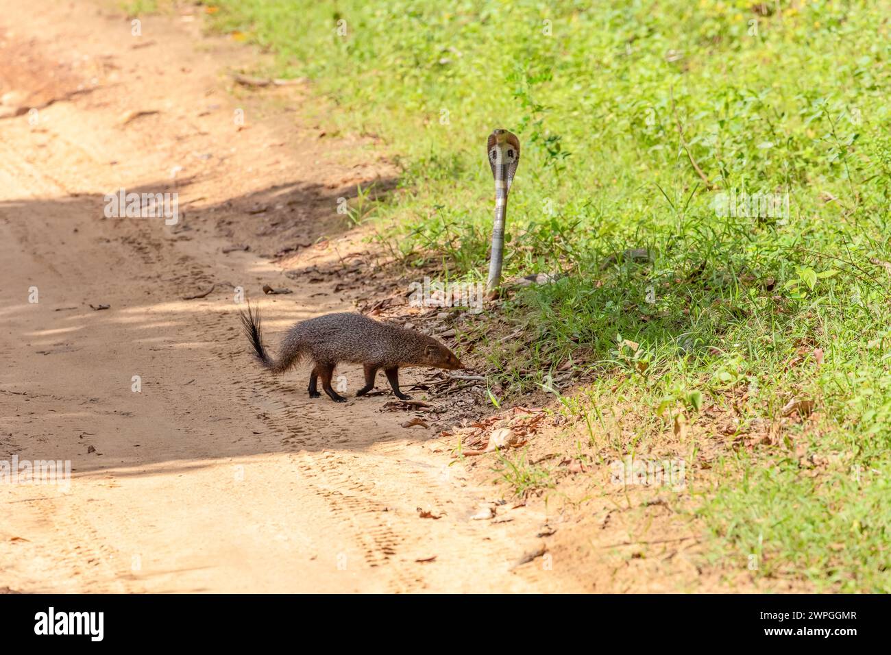 Asian mongoose fights with an aggressive cobra in the wild, natural ...