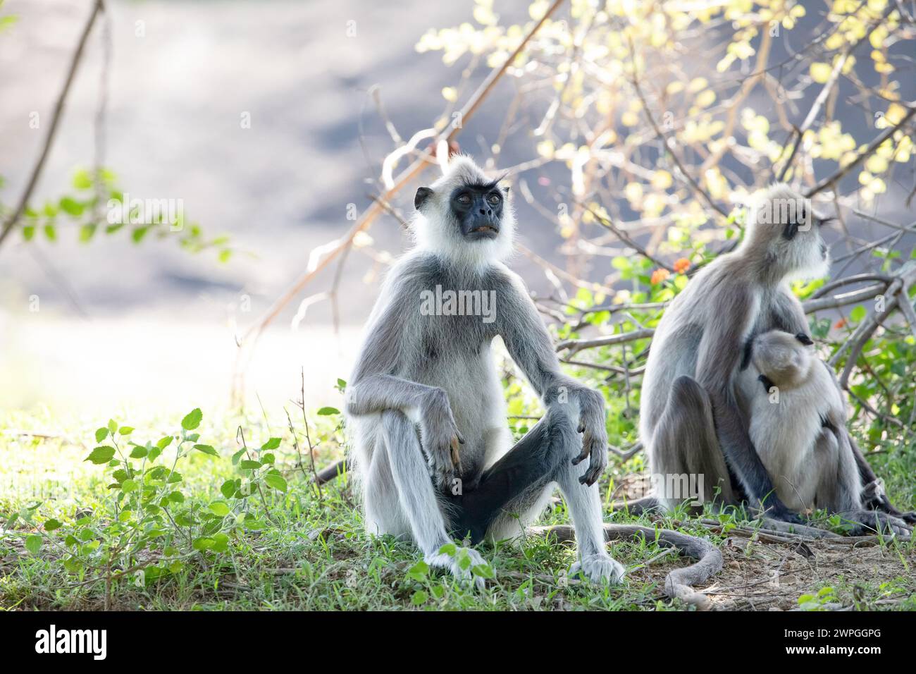 Small group of black faced grey langur monkeys in Yala National Park, Sri Lanka sitting nearby ...