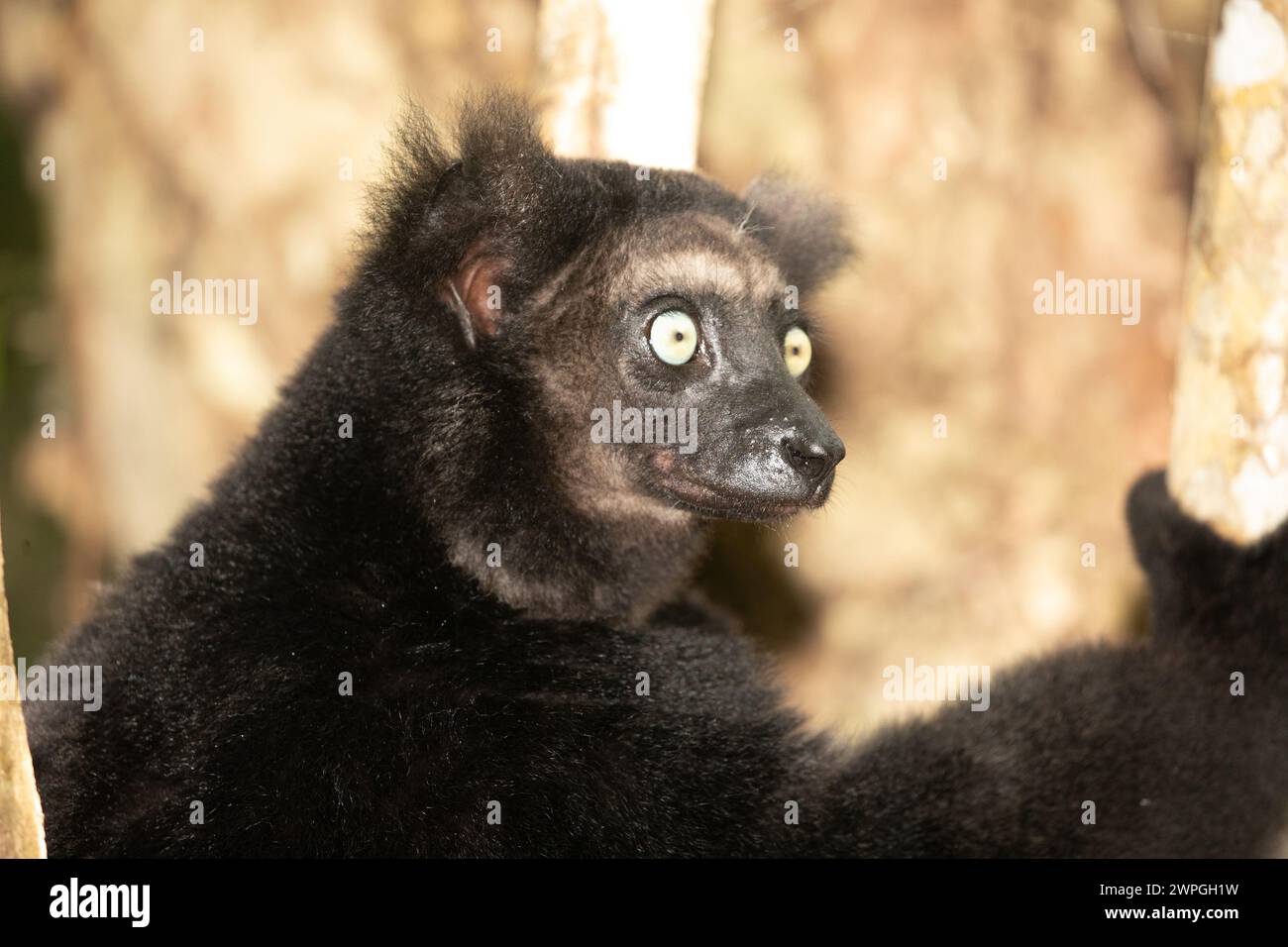 Lemur Indri indri, babakoto black and white largest lemur from ...